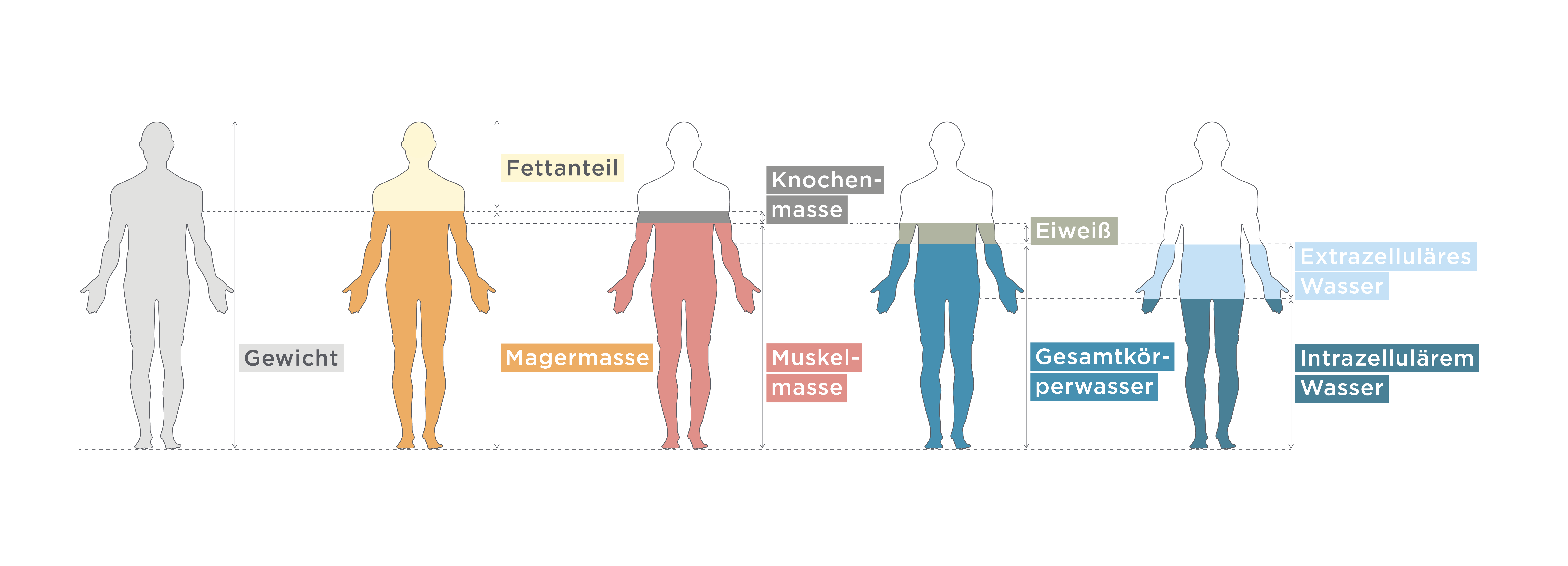 Body Scan – Erfahren Sie mehr über die segmentale Körperzusammensetzung ...